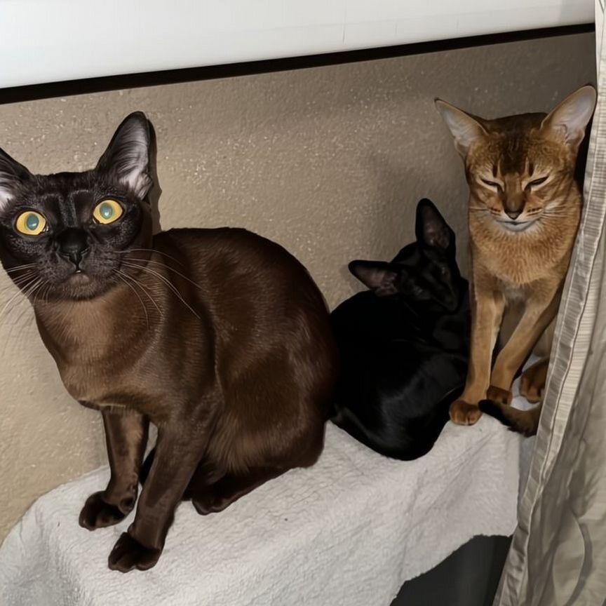 Ориентальная, взрослая кошка