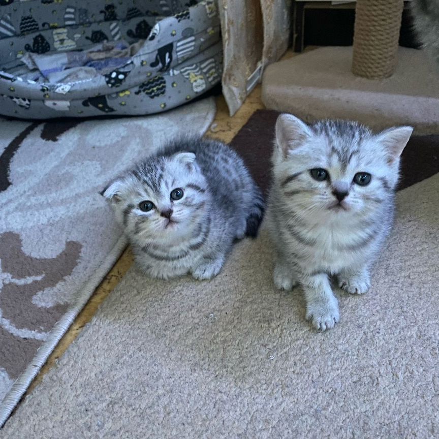 Шотландская
