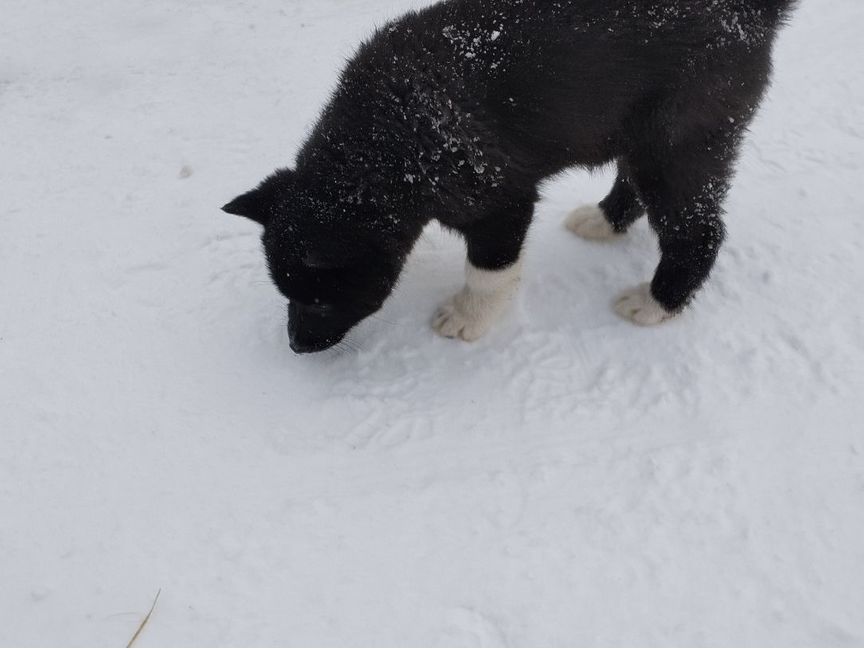 Руско европейские лайки