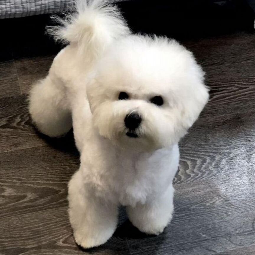 Подрощенная Девочка Бишон Фризе