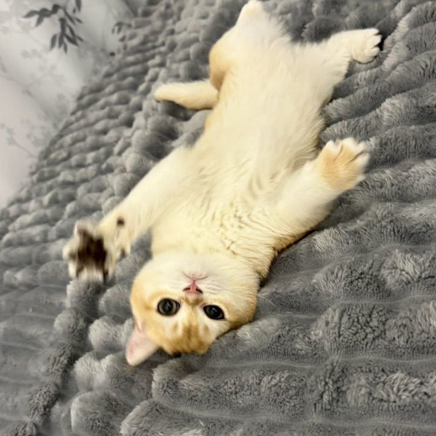 Шотландский прямоухий короткошёрстный котёнок