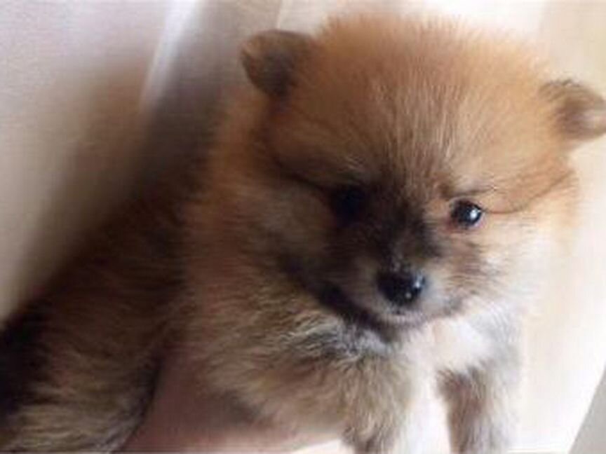 Шпиц малышки