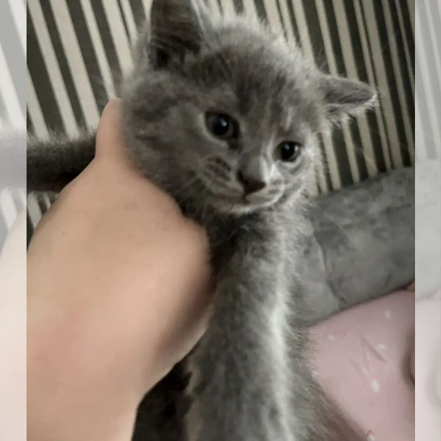 Британский короткошёрстный котёнок
