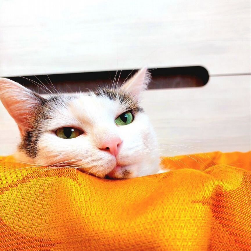 Кошка с ангельским характером в дар