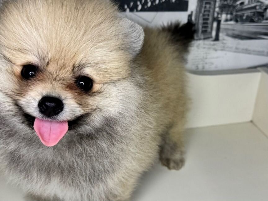 Померанский шпиц мини