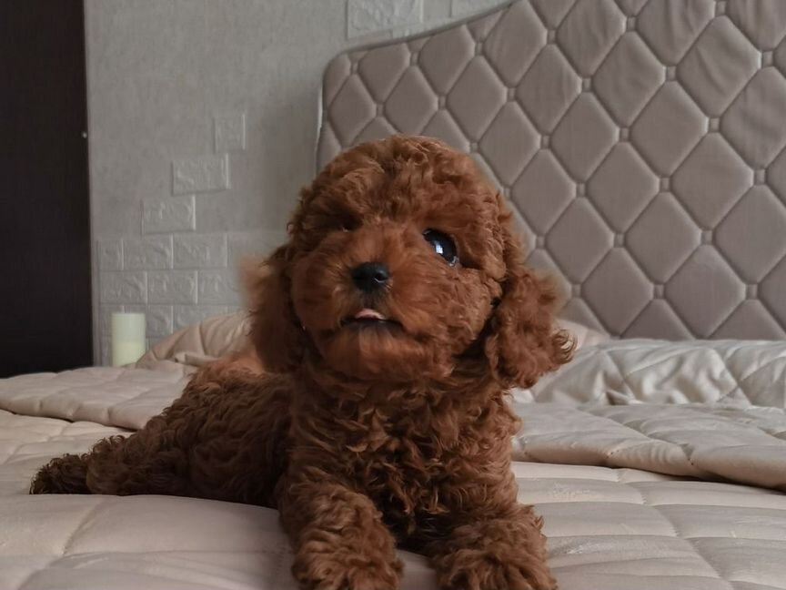 Мальтипу Тедди мишка