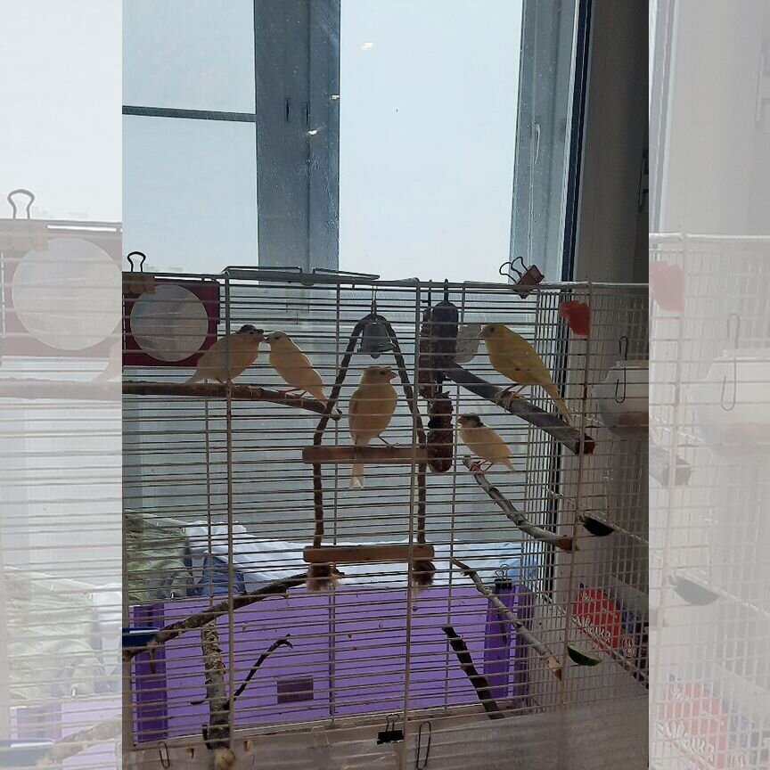 Кенара и канарейки