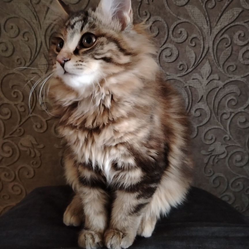 Котенок курильского бобтейла