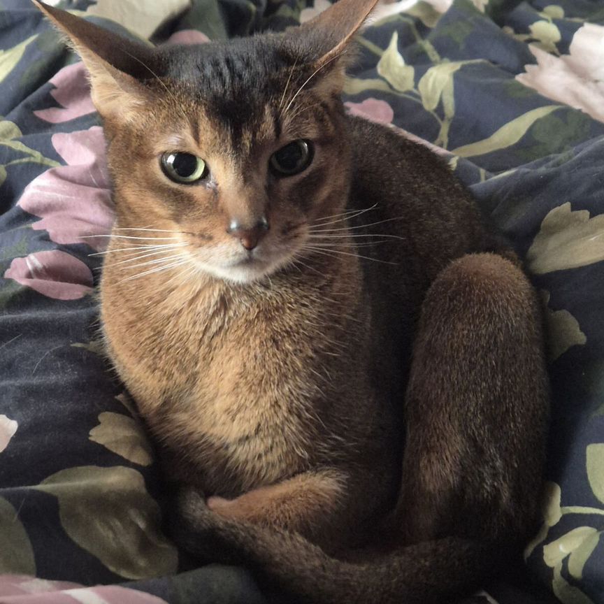 Абесинский кот