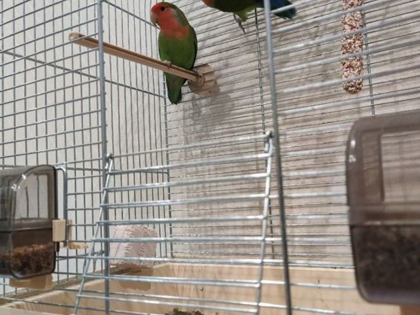 Неразлучники пара