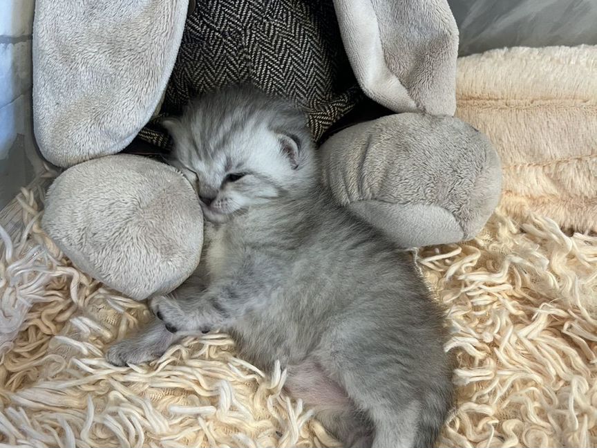 Шотландские котята