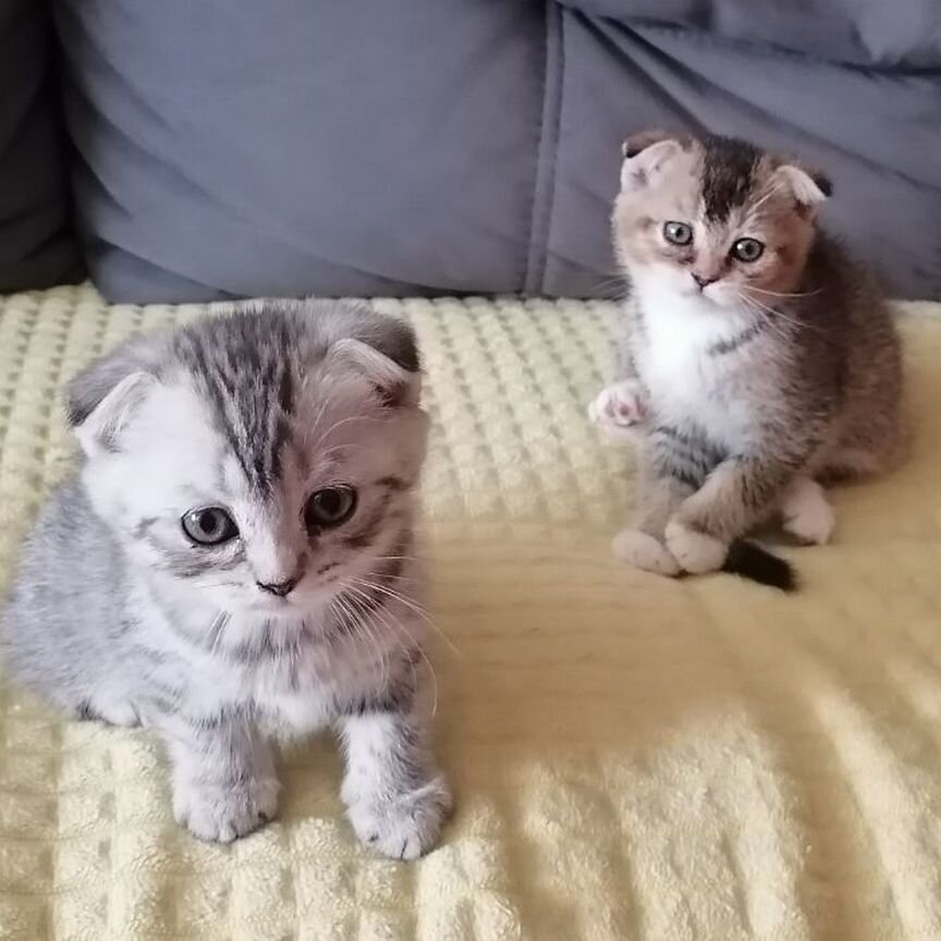 Шотландские вислоухие котята