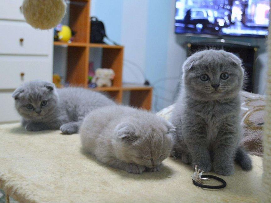 Плюшевые шотландские котята