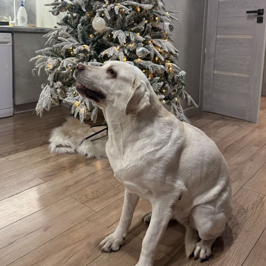 Лабрадор-ретривер, взрослая собака