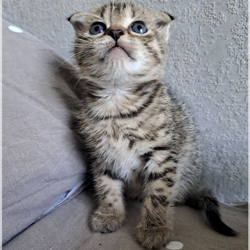 Шотландский вислоухий короткошёрстный котёнок