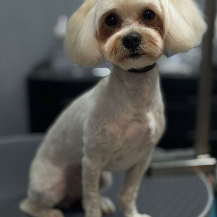 Мальтийская болонка в добрые руки