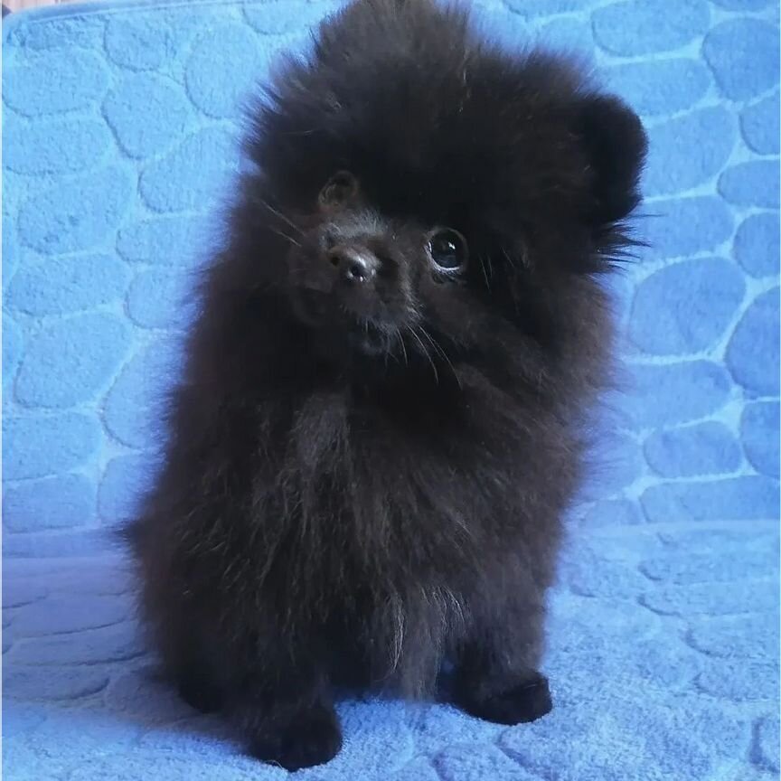 Померанский шпиц, щенок