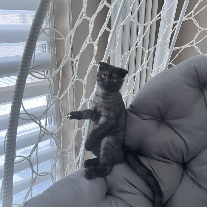 Отдам кота в добрые руки бесплатно