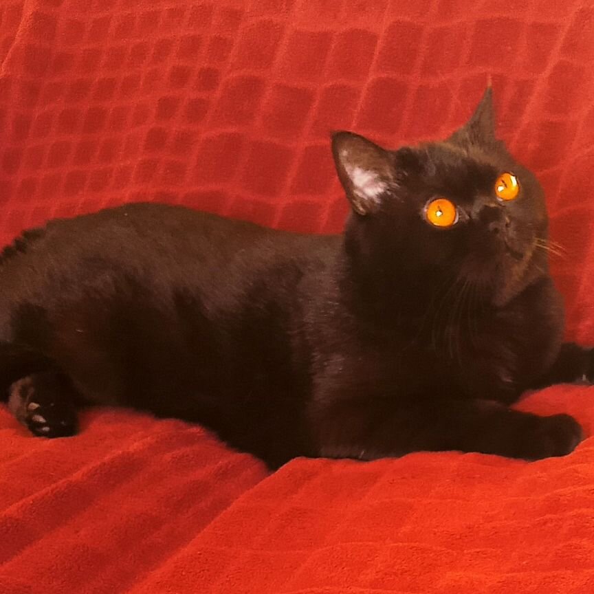 Британская длинношёрстная, взрослая кошка