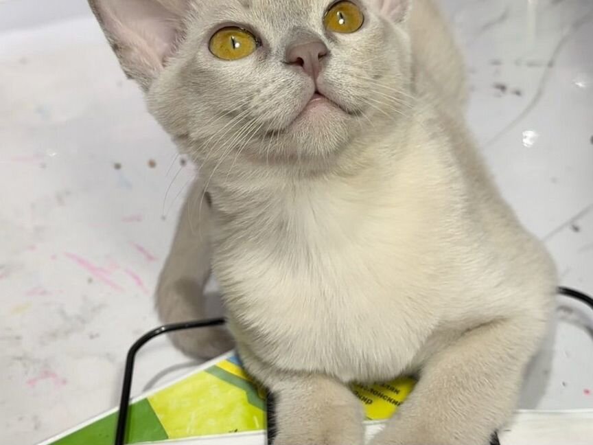 Бурманские котята