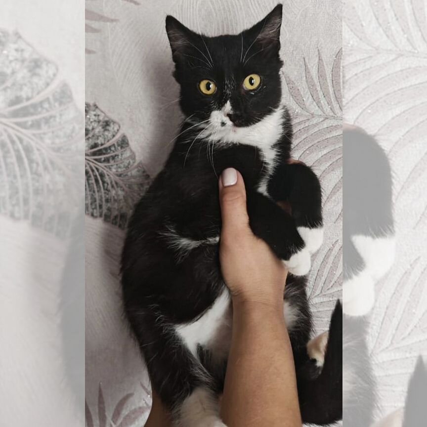 Котёнок в добрые руки