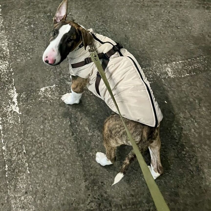 Продается Бультерьер