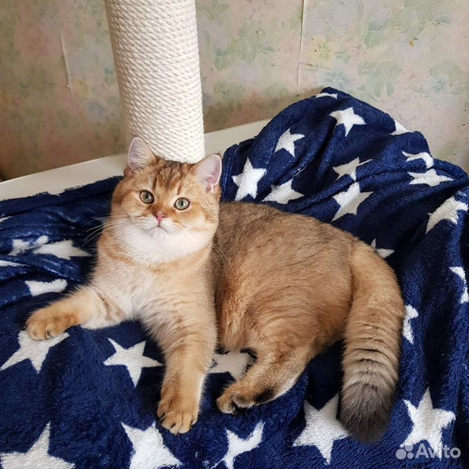 Эксклюзивная золотая шиншилла