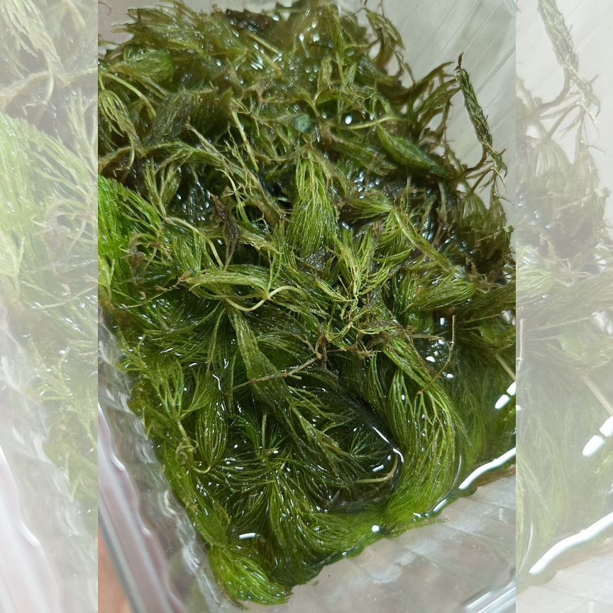 Аквариумные растения