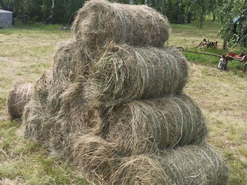 Продам сено в тюках размер 50*70