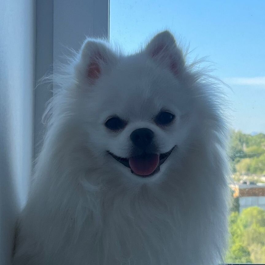 Померанский шпиц