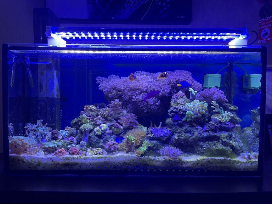 Живые Кораллы морской аквариум