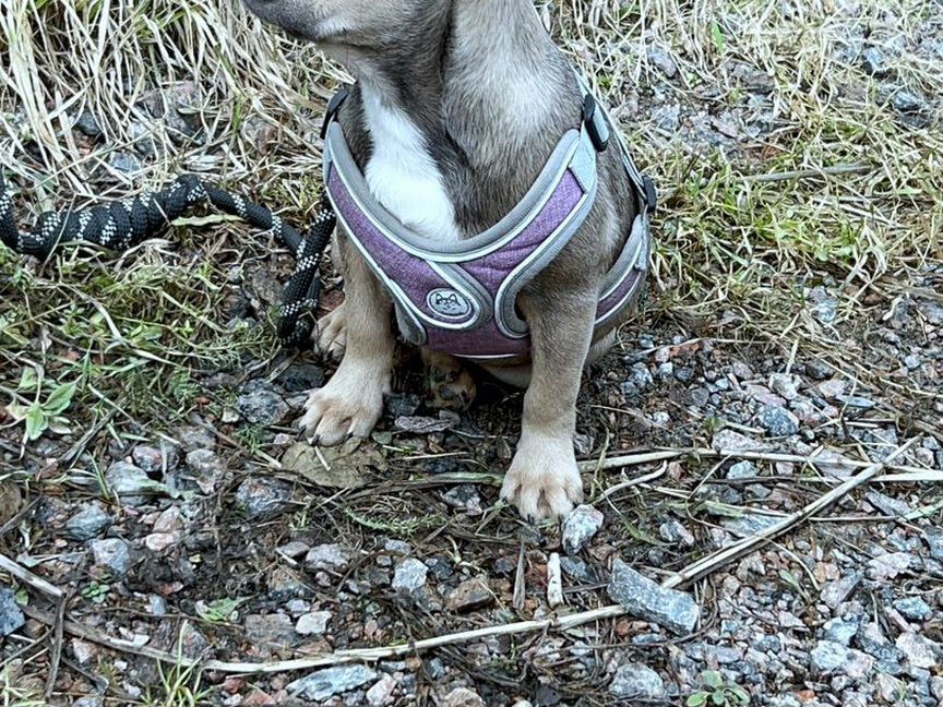 Французский бульдог