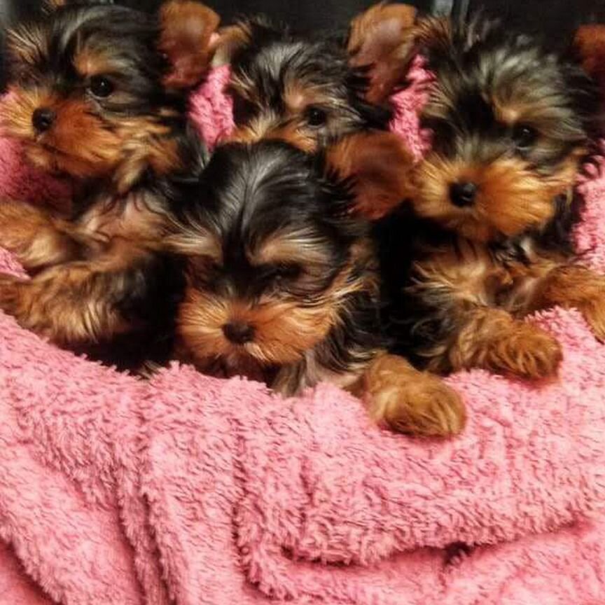 Йоркширский терьер щенки