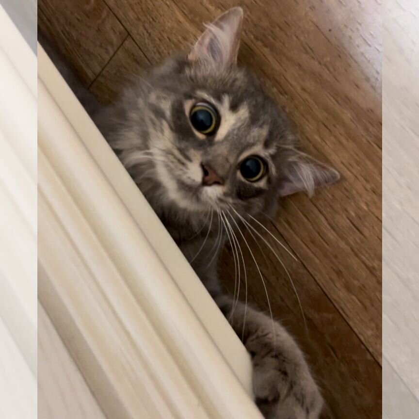 Кошка на расстоянии