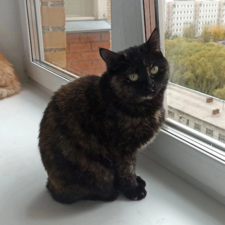 Кошечка в добрые руки