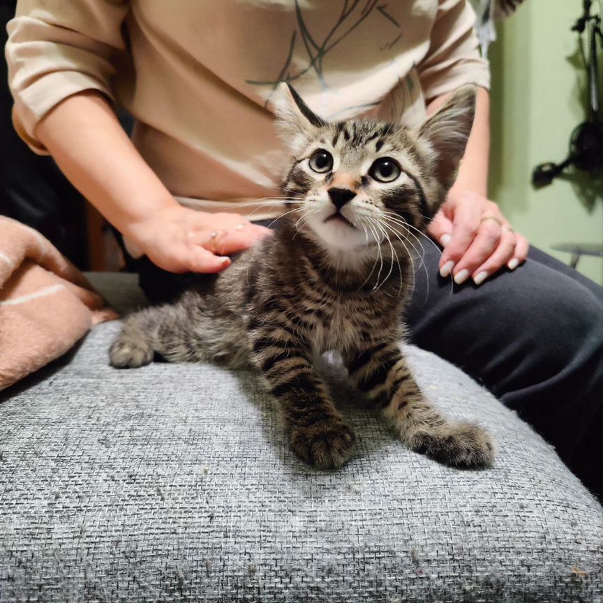 Котёнок в добрые руки