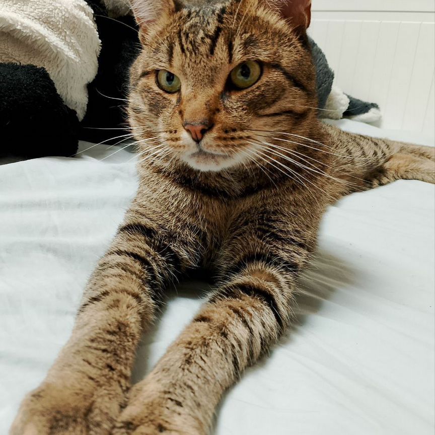 Кот в добрые руки