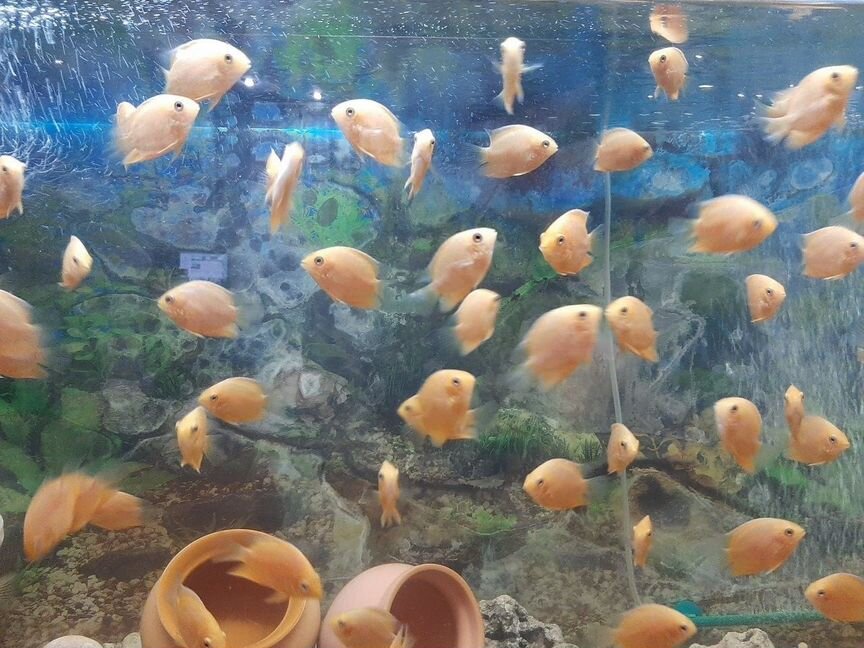 Аквариумные рыбки