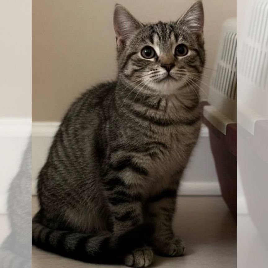 Котёнок в добрые руки