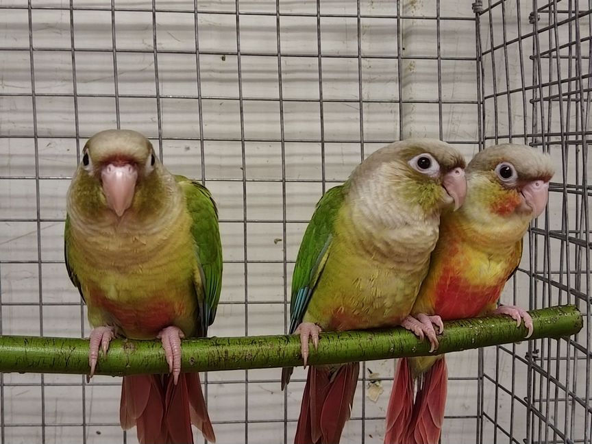 Попугай Пиррура и Монах 2 мес ручные