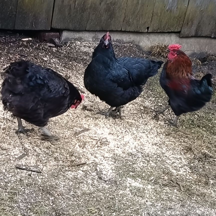 Петушок и 2 курочки