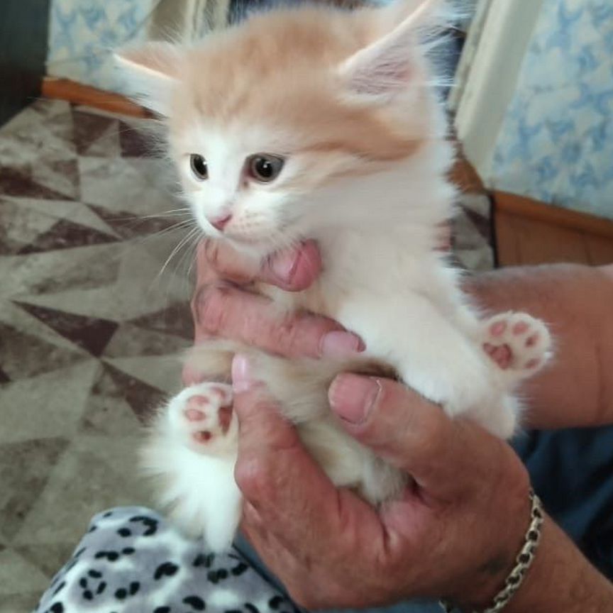 Котенок кошечка