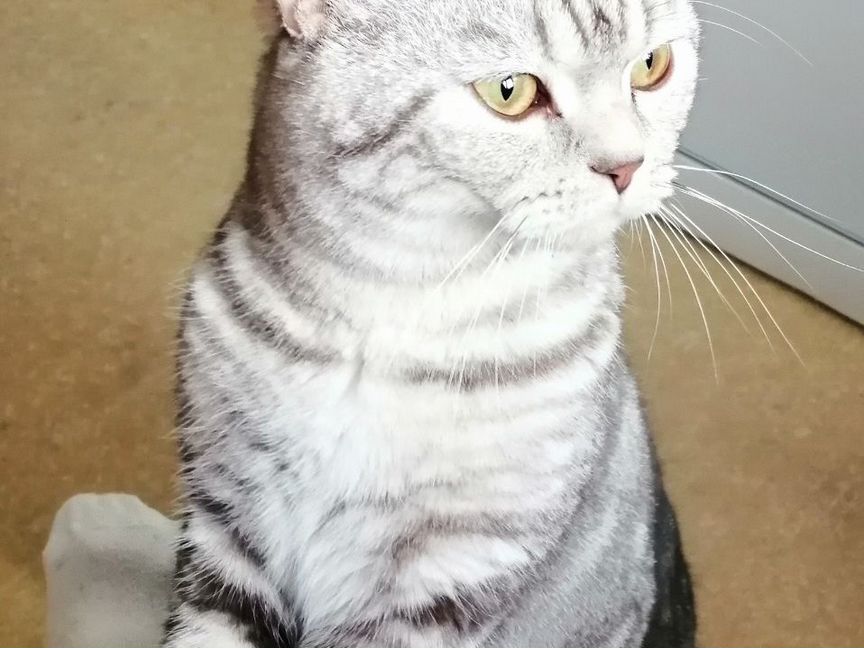 Шотландский кот вязка