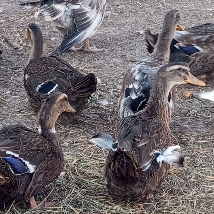 Утка руанская