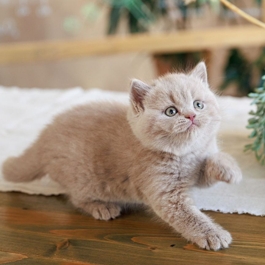 Британская короткошёрстная лиловая кошечка