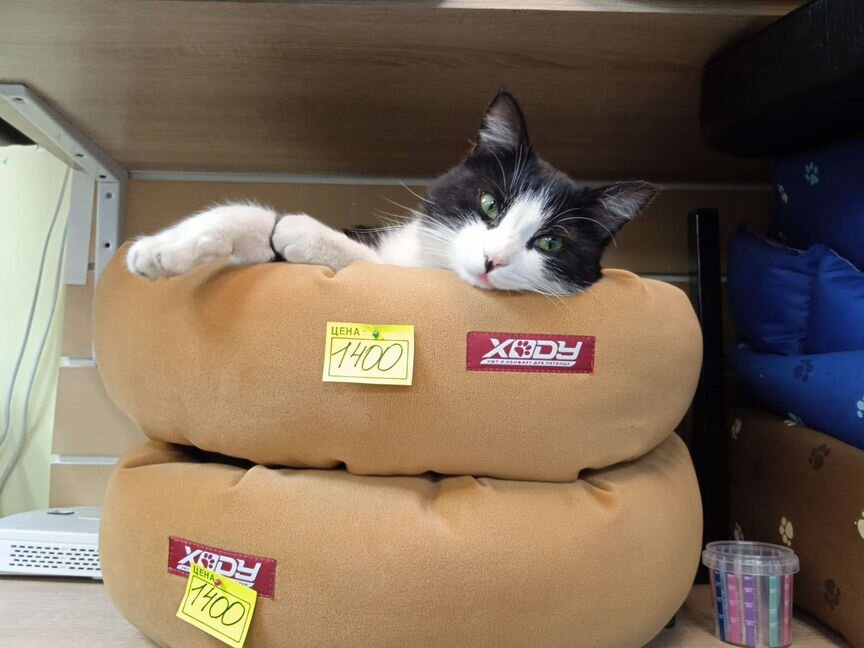 Кот в добрые руки