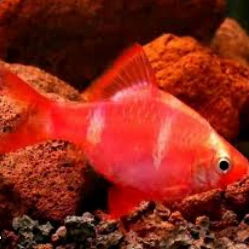 Аквариумные рыбки