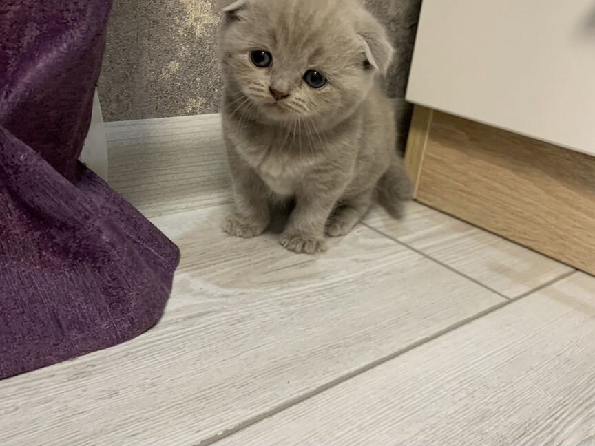 Британские котята