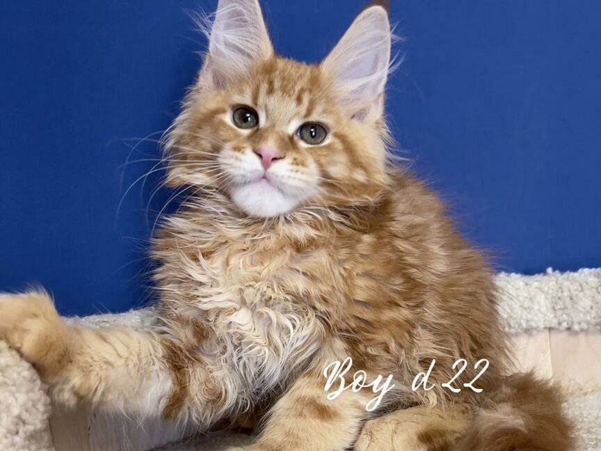 Элитный котик мейн кун