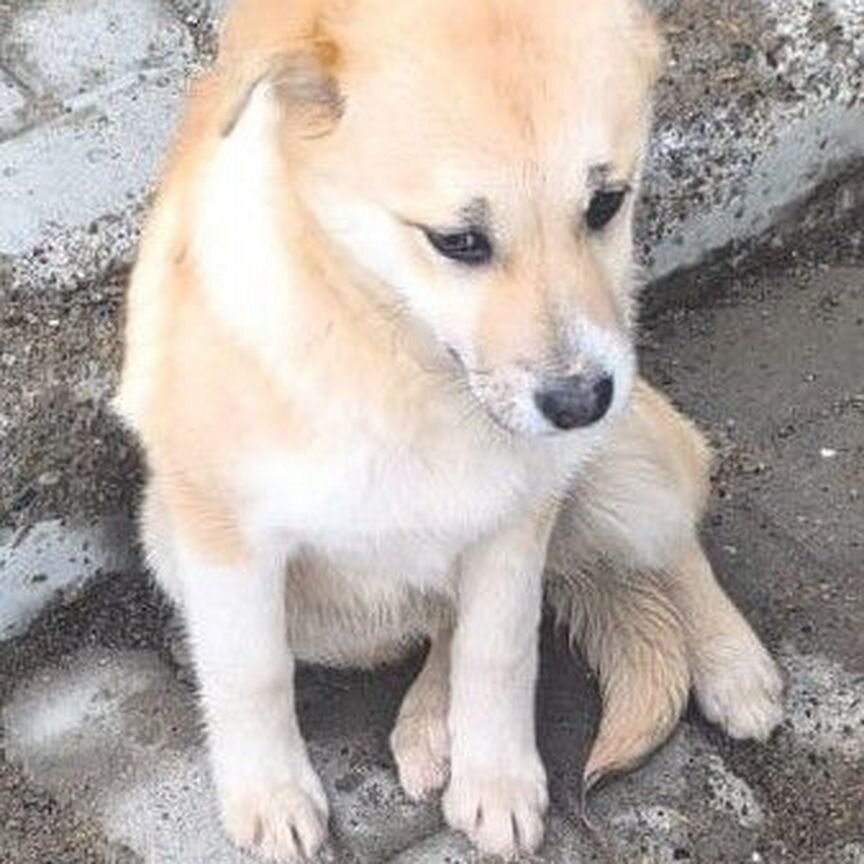 Щенок